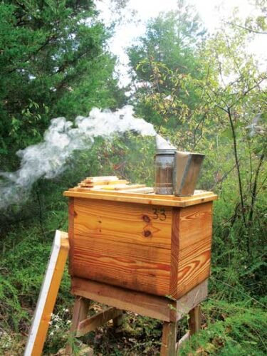 How To Build a Beehive From Scratch – Mother Earth News